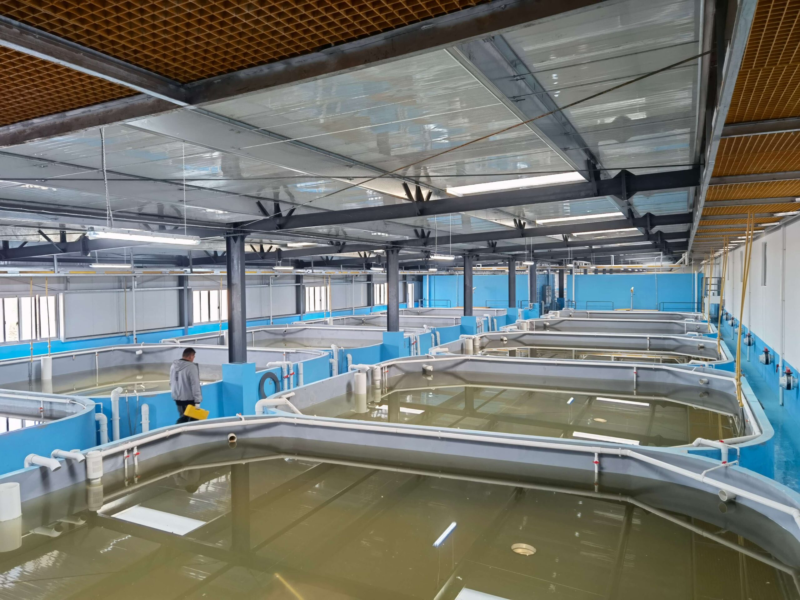 The Comprehensive Guide to Indoor Shrimp Farming - PANGOO